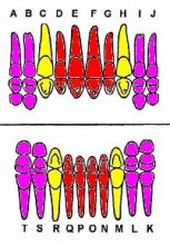 Human Teeth Dental Charts - Bradford Family Dentistry