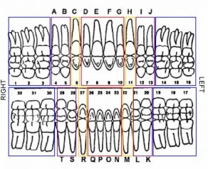 Human Teeth Dental Charts - Bradford Family Dentistry